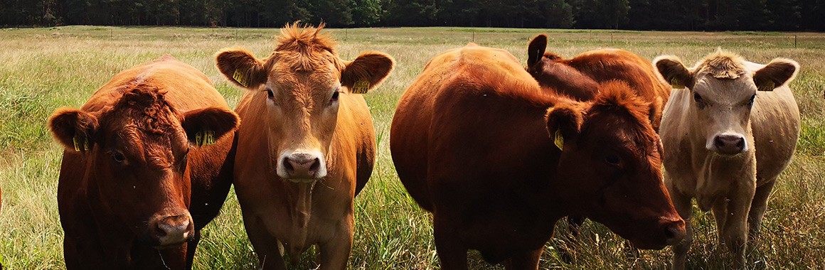 My Cow - Demeter-Bäuerin Lisa bietet im Online Shop das, was sie ...